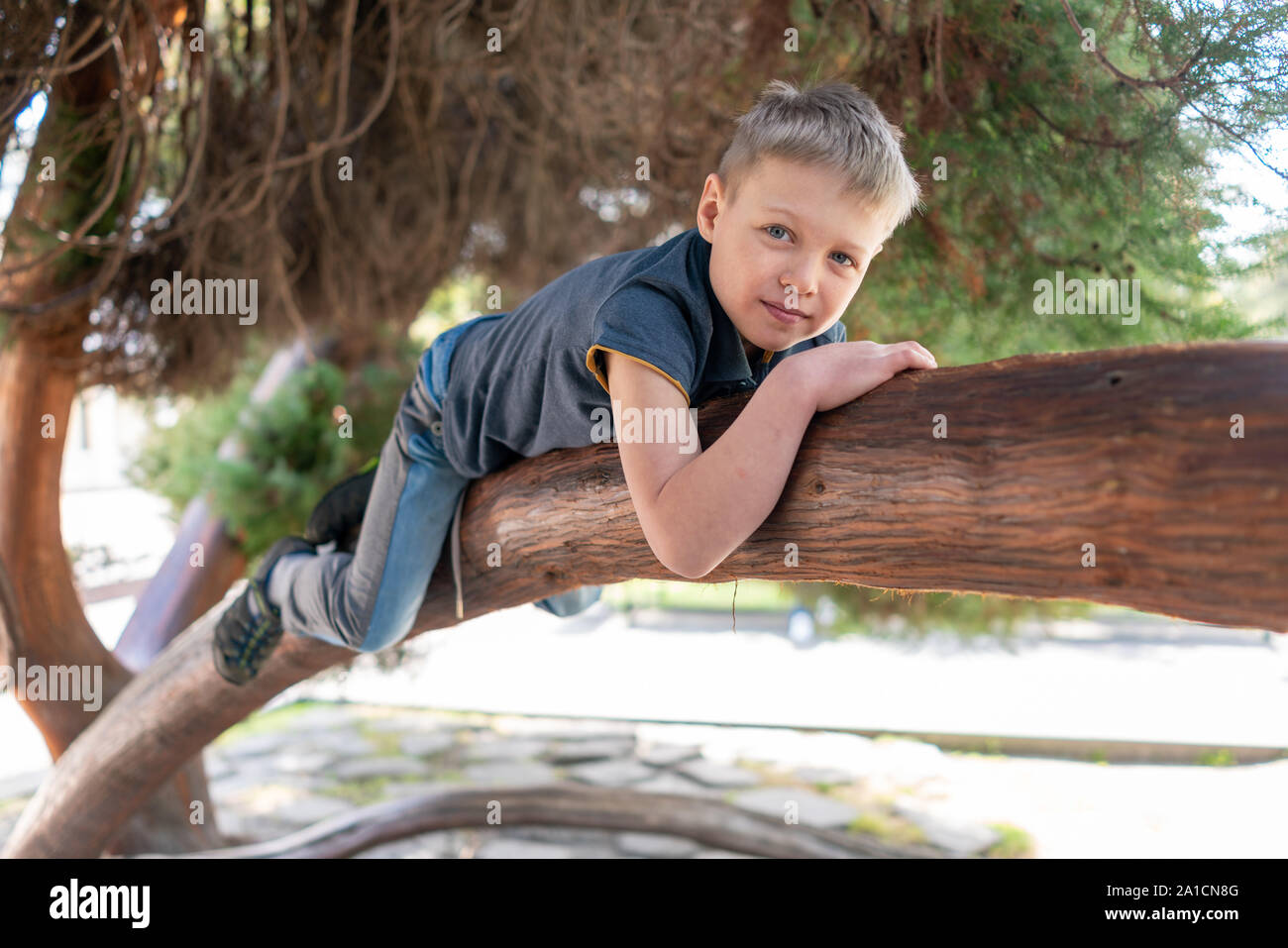A little boy climbed a tree and rests. The boy lies on a thick branch ...