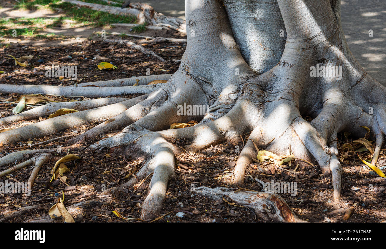 Tree root system hi-res stock photography and images - Alamy