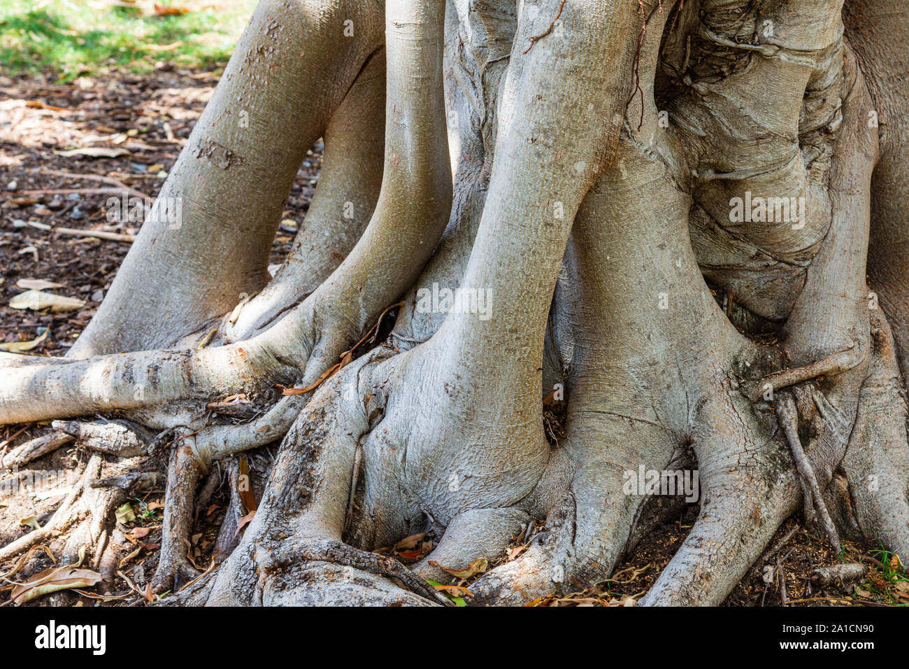 Tree root system hi-res stock photography and images - Alamy
