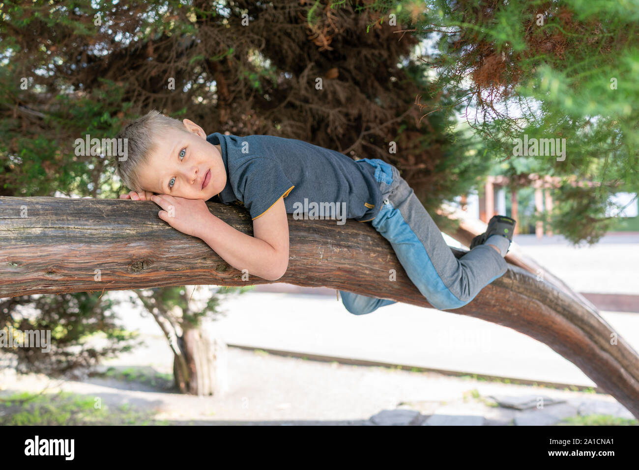 A little boy climbed a tree and rests. The boy lies on a thick branch ...