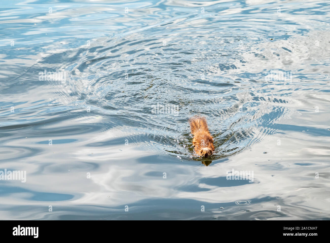 Unusual squirrel swims in the pond. Copy space water background Stock ...