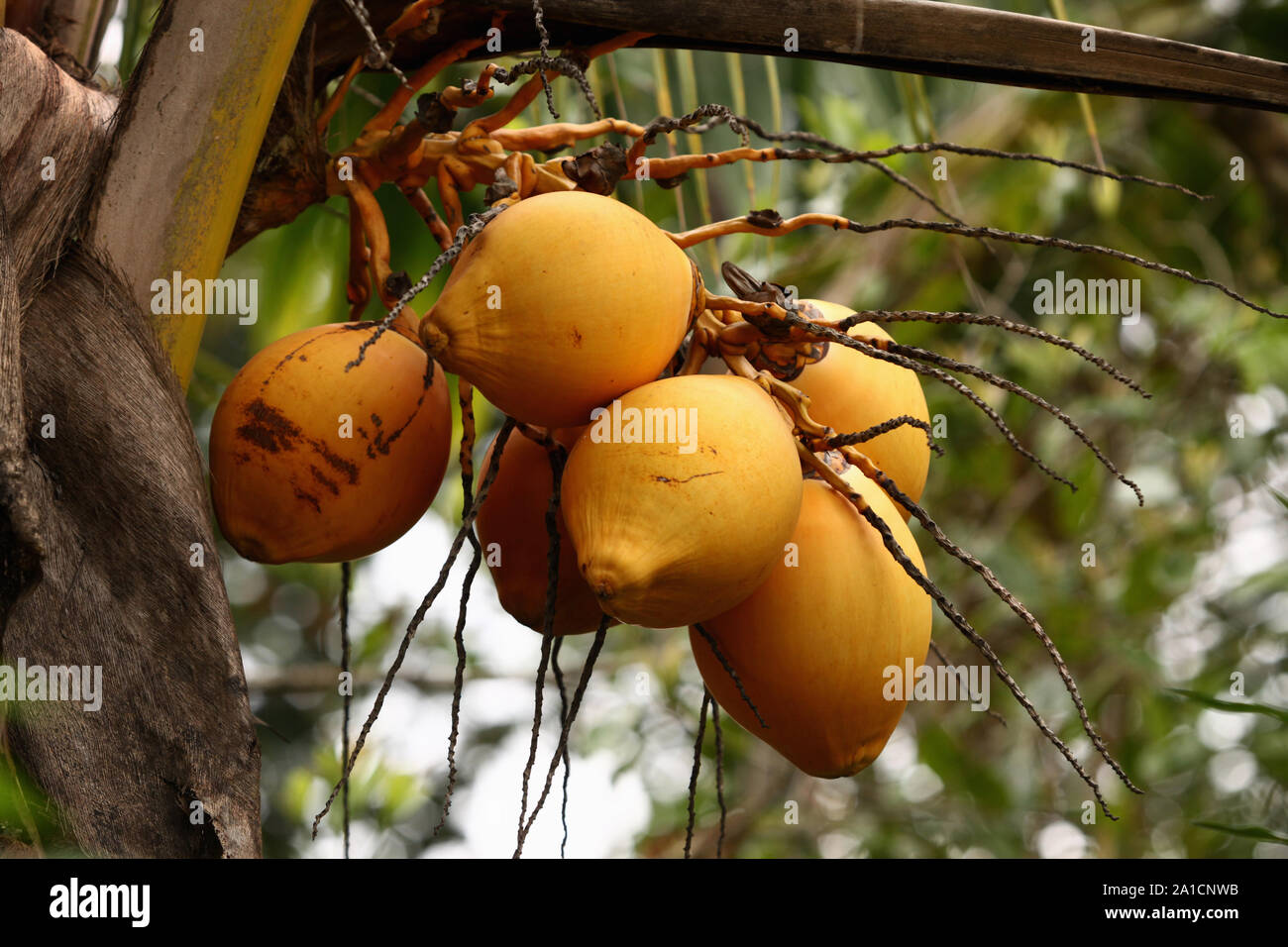 Zoomed shot of Tropical Coconut Tree top Stock Photo - Alamy