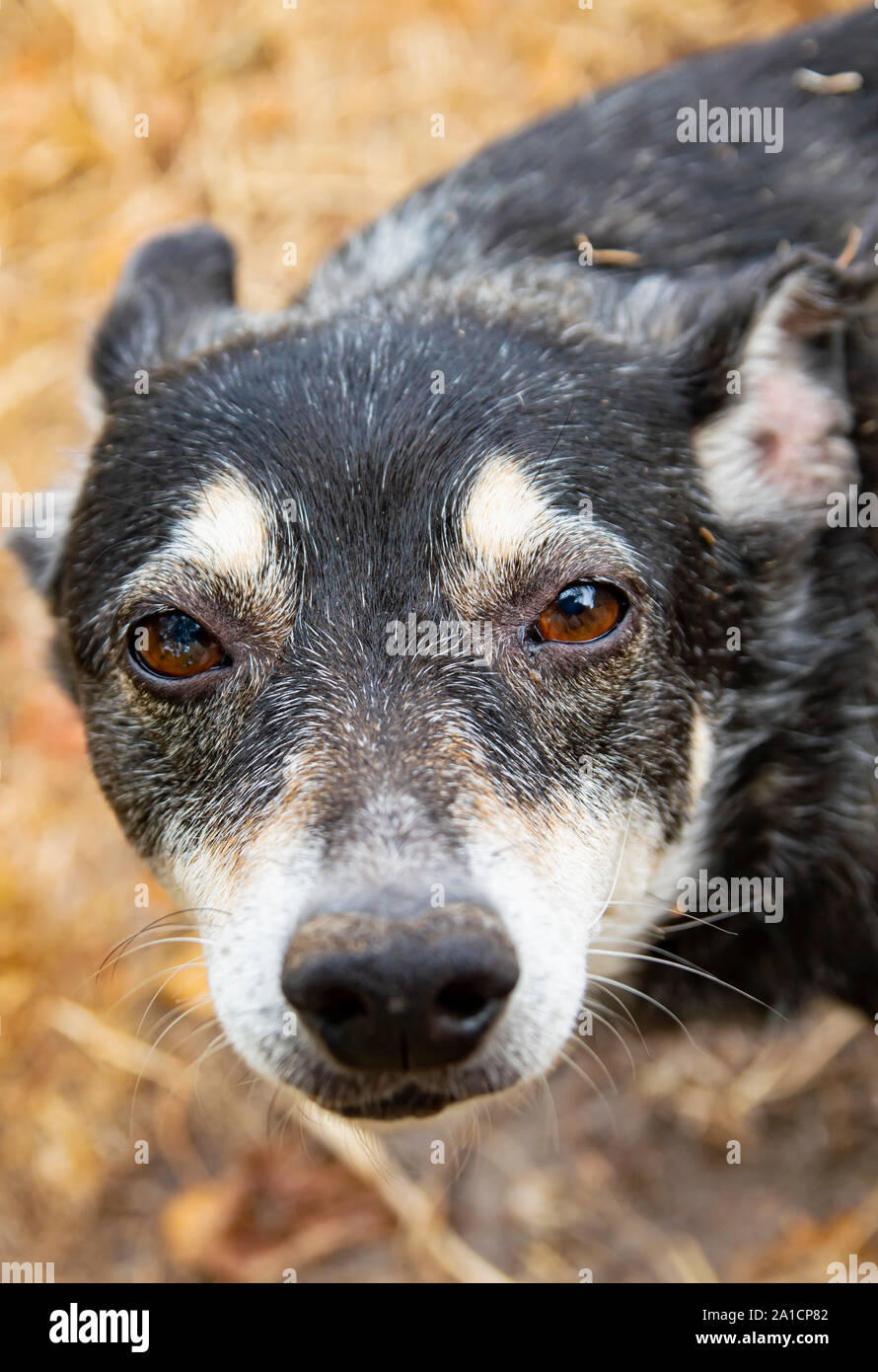 Distorted Dog Head High Resolution Stock Photography and Images - Alamy