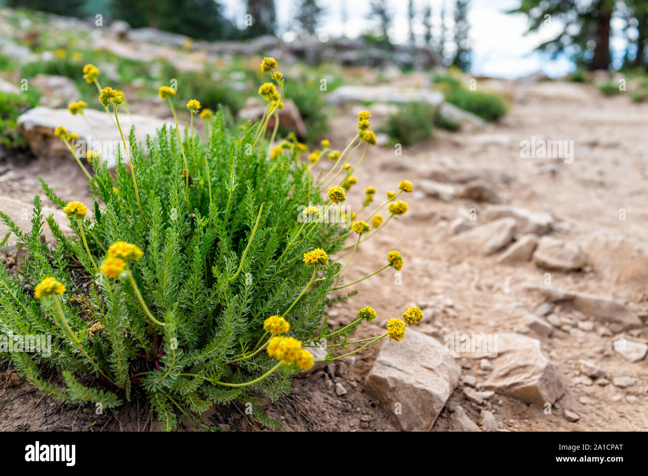 Gordons ivesia hi-res stock photography and images - Alamy