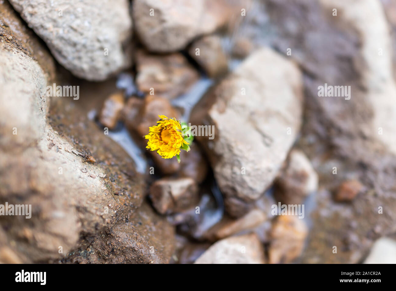 Albion Basin, Utah summer with one small yellow dandelion flower ...