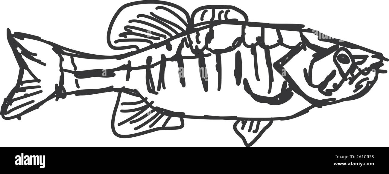 Fish drawing, illustration, vector on white background Stock Vector ...