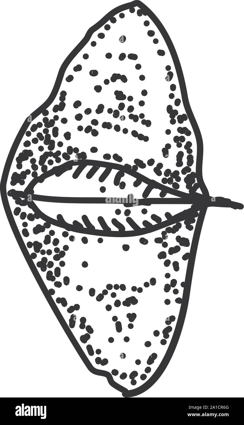 Fish drawing, illustration, vector on white background Stock Vector ...
