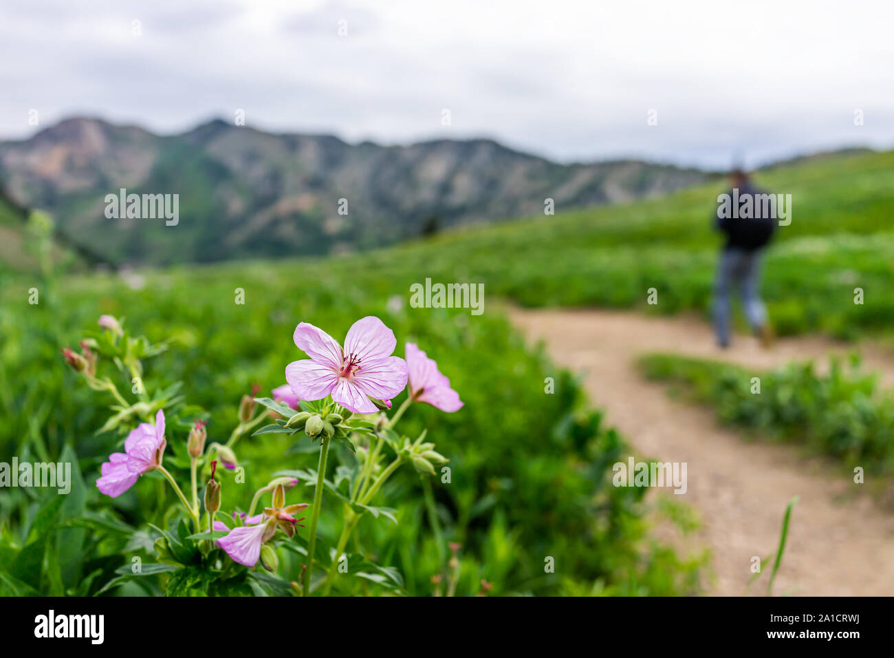 Hiking the albion basin hi-res stock photography and images - Alamy