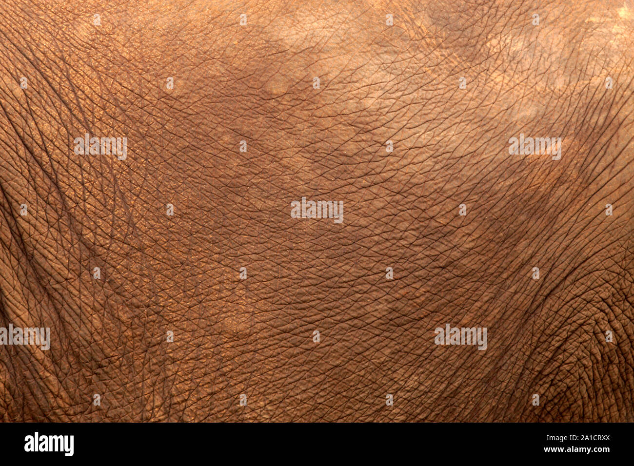 Detailed Close up of a rough Elephant skin Stock Photo - Alamy