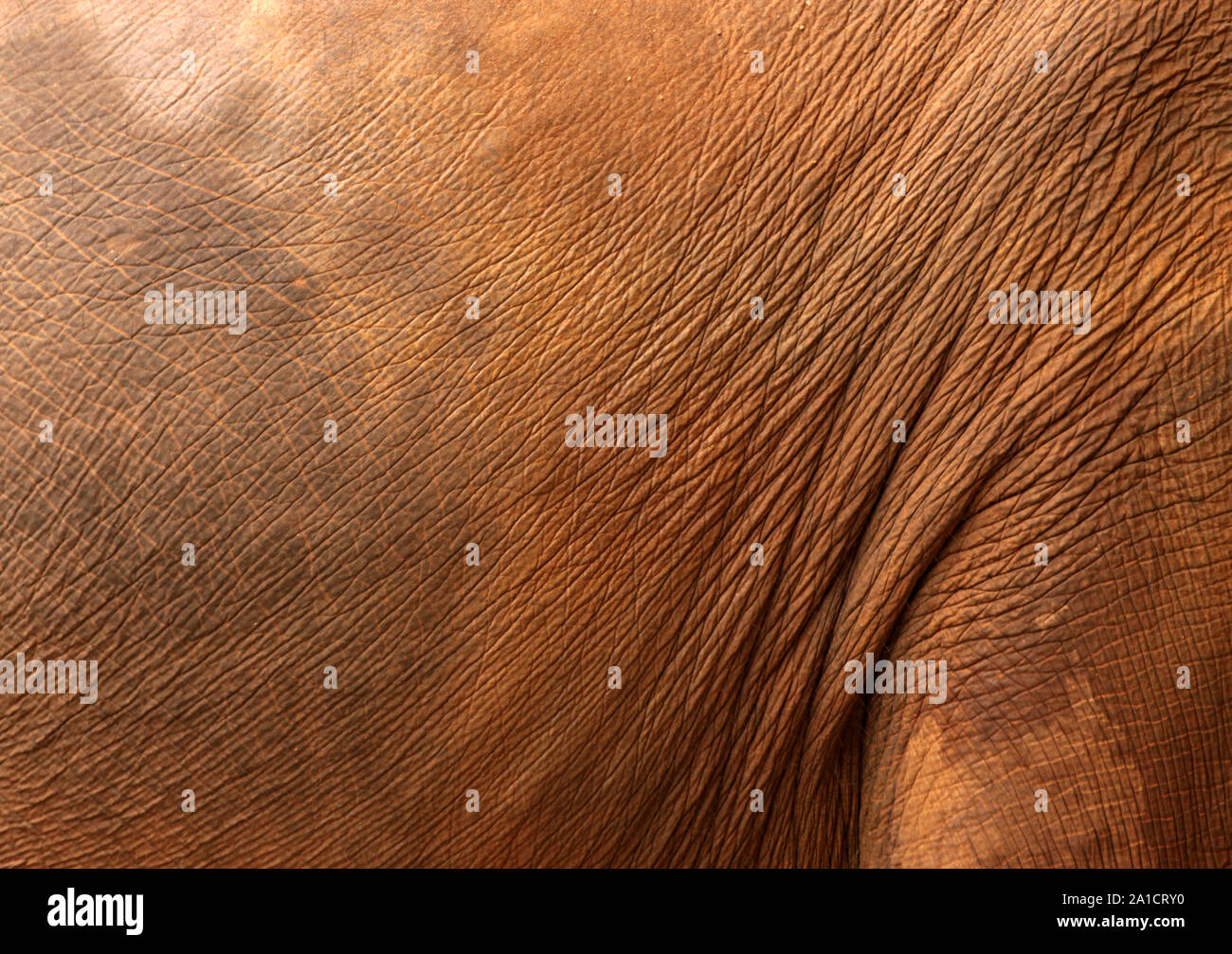 Detailed Close up of a rough Elephant skin Stock Photo - Alamy