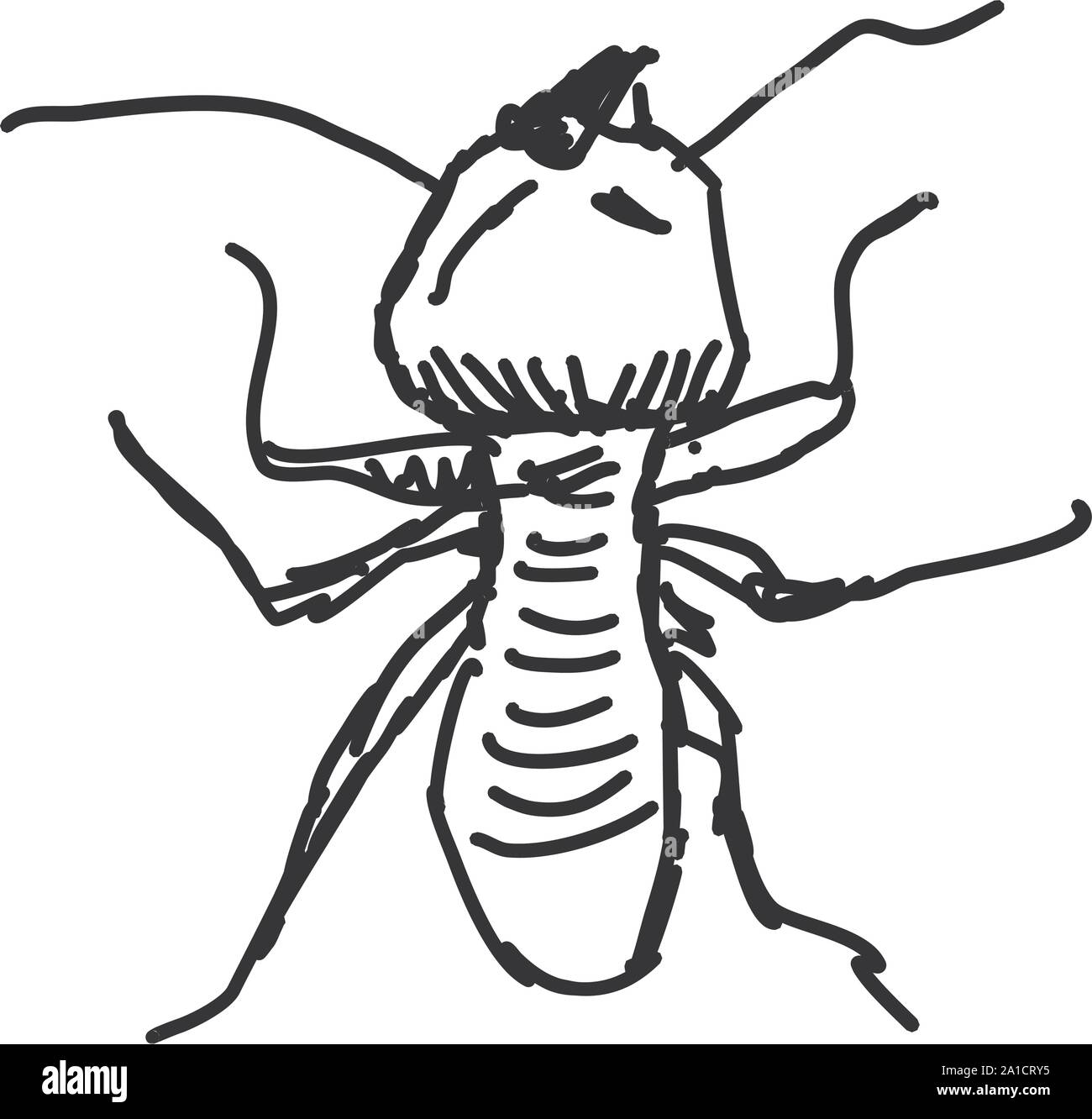 Termite Stock Vector Images - Alamy