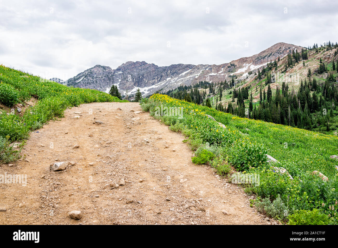 Albion Basin, Utah summer meadows trail in wildflowers 2019 season in ...