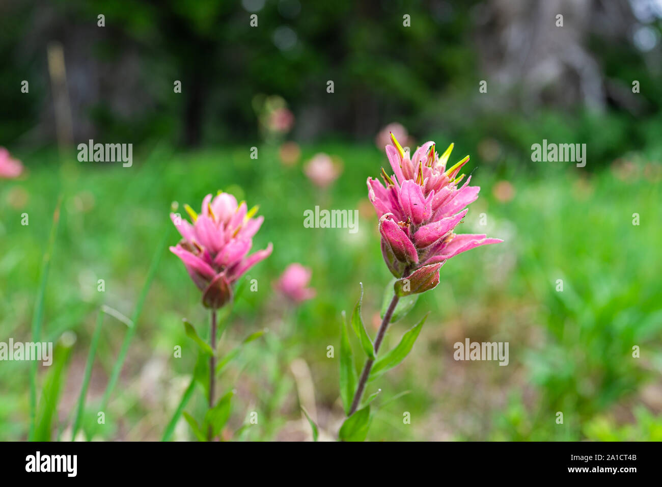 Albion Basin, Utah green summer trail in 2019 with bright pink Indian ...