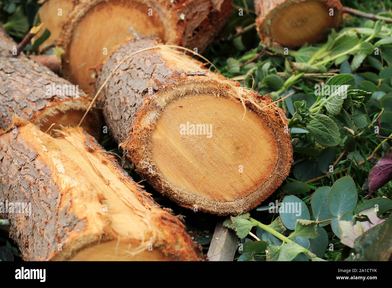 Freshly cut Eucalyptus gunni or known as Cider Gum Eucalyptus tree ...