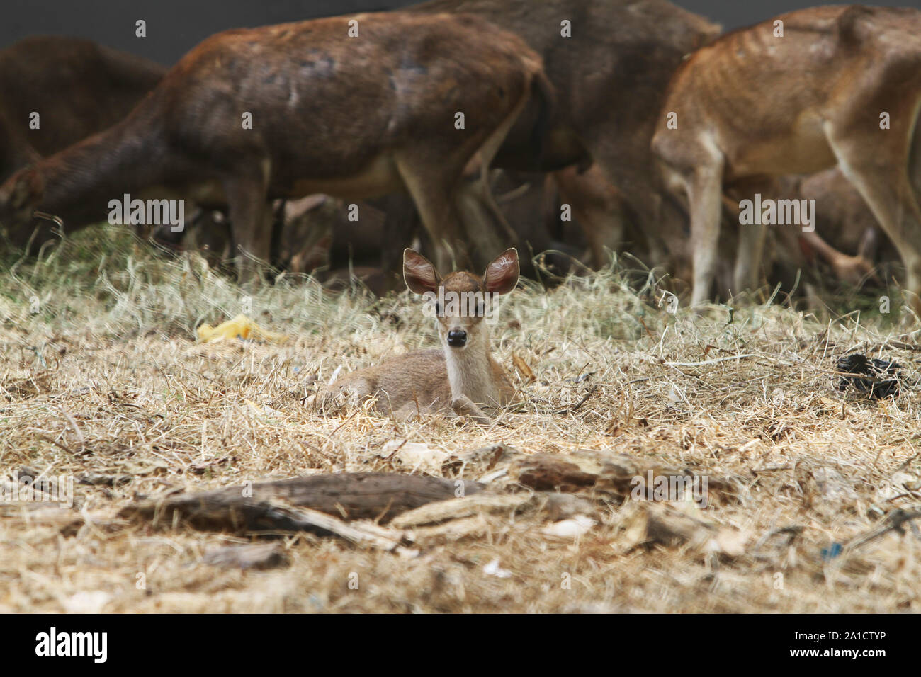 Relaxed deer hi-res stock photography and images - Alamy