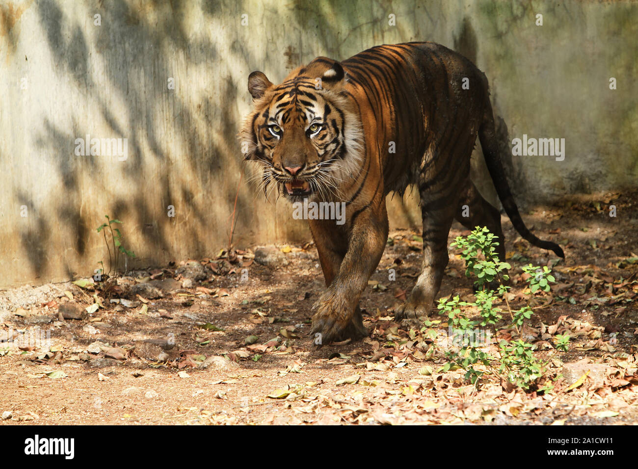 Badboy hi-res stock photography and images - Alamy