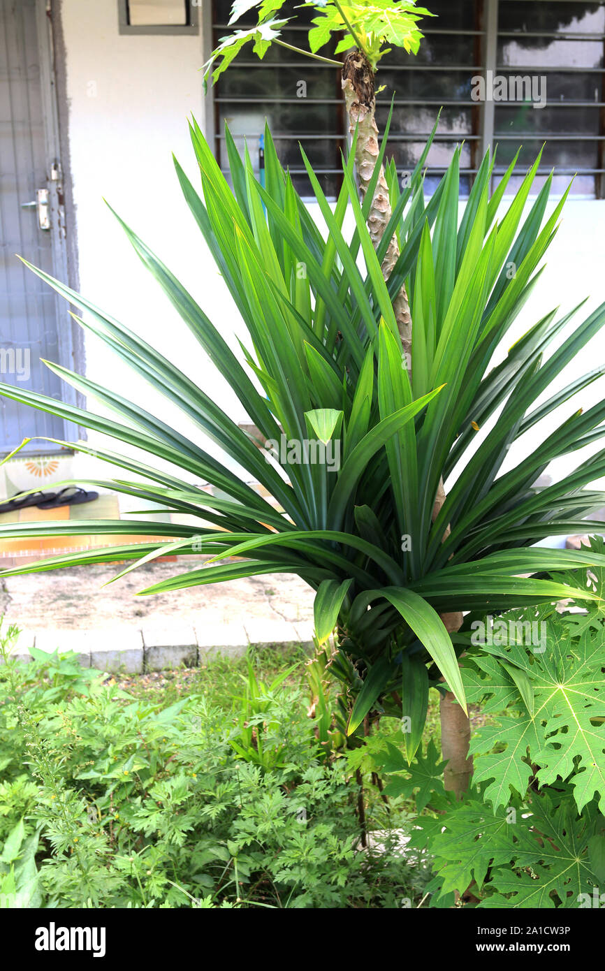 Home grown Edible Pandanus amaryllifolius Stock Photo - Alamy