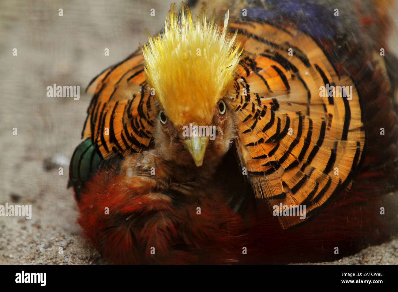 Bird with topknot hi-res stock photography and images - Alamy