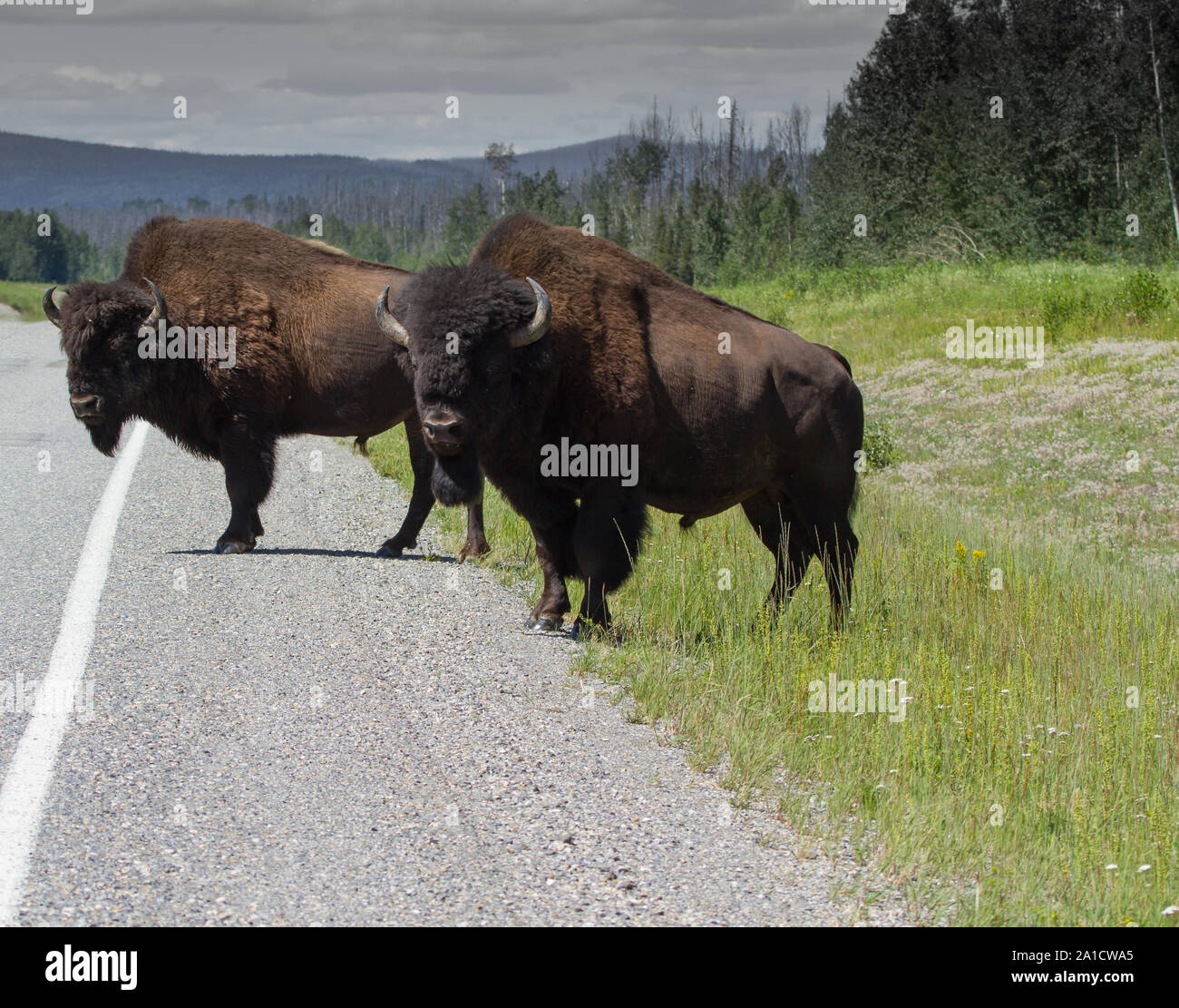 Bison herd saskatchewan hi-res stock photography and images - Alamy