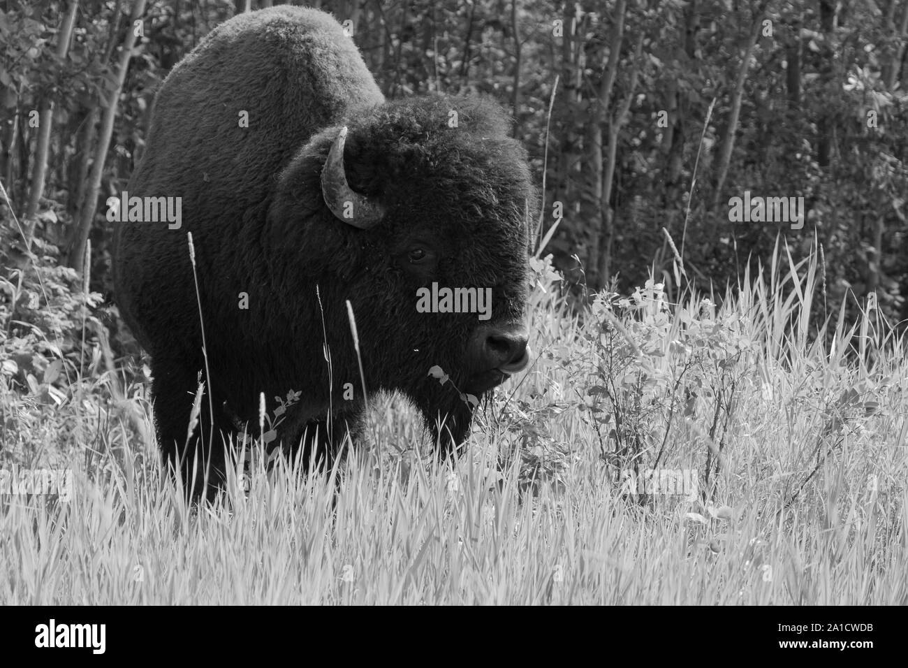 Bison Male in Elk National Park Stock Photo - Alamy