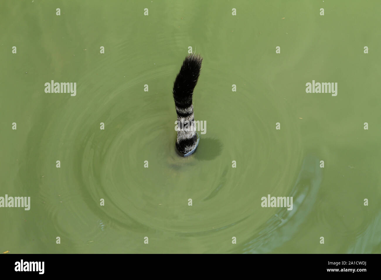 Arise hi-res stock photography and images - Alamy