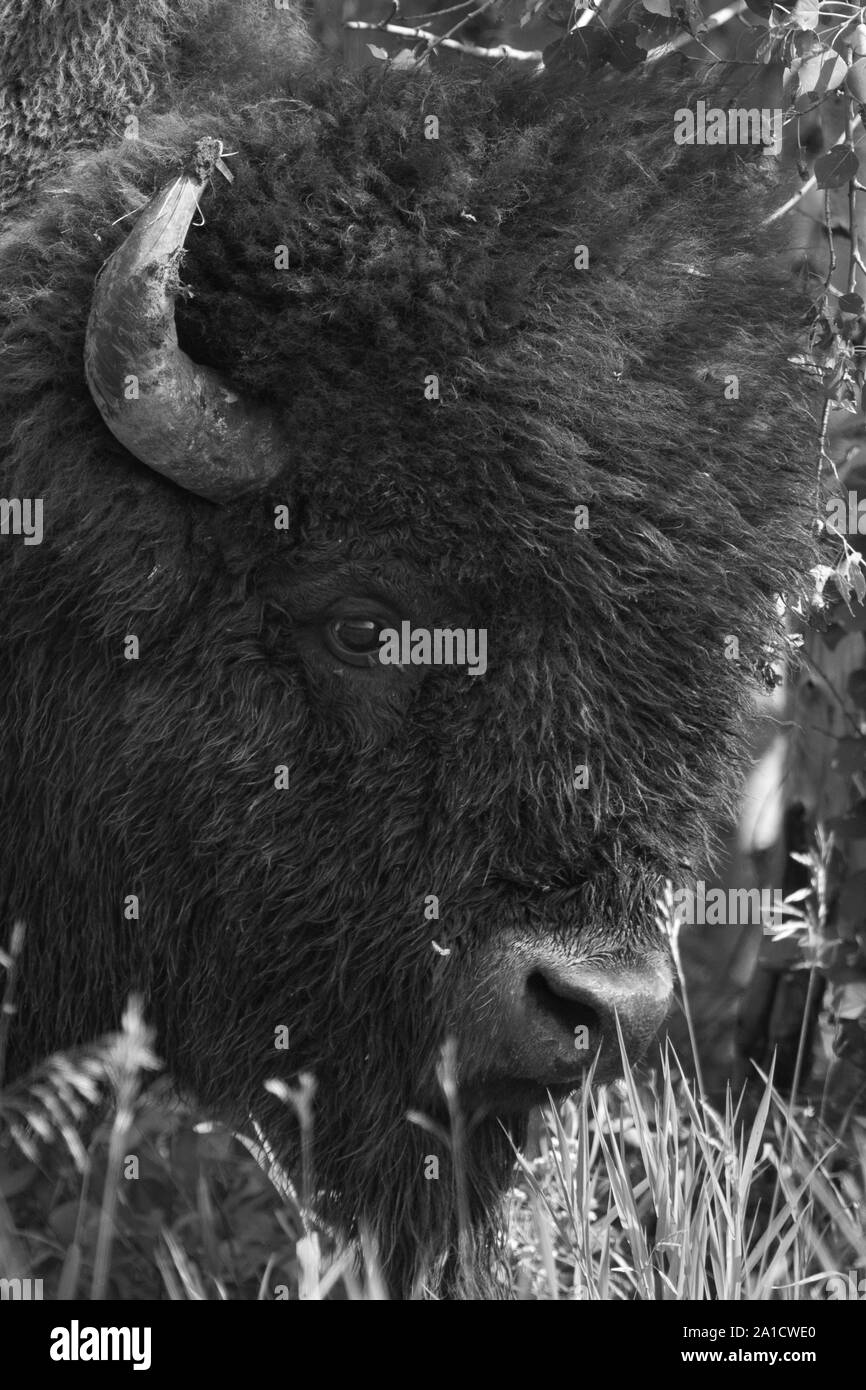 Bison Male in Elk National Park Stock Photo - Alamy