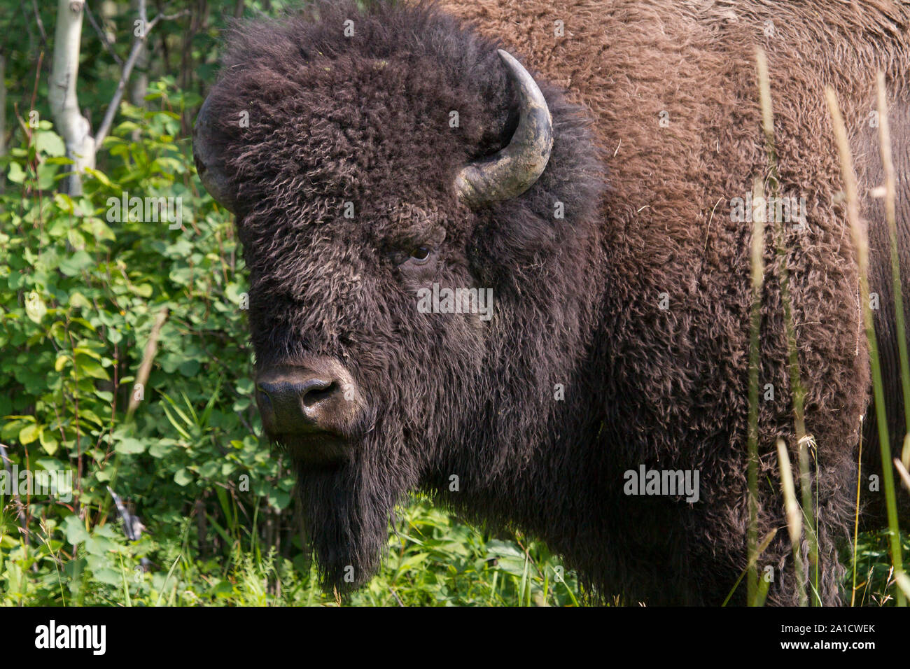 Bison Male in Elk National Park Stock Photo - Alamy