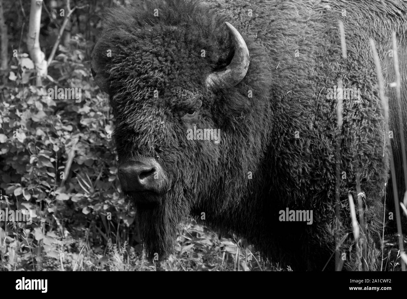 Bison Male in Elk National Park Stock Photo - Alamy
