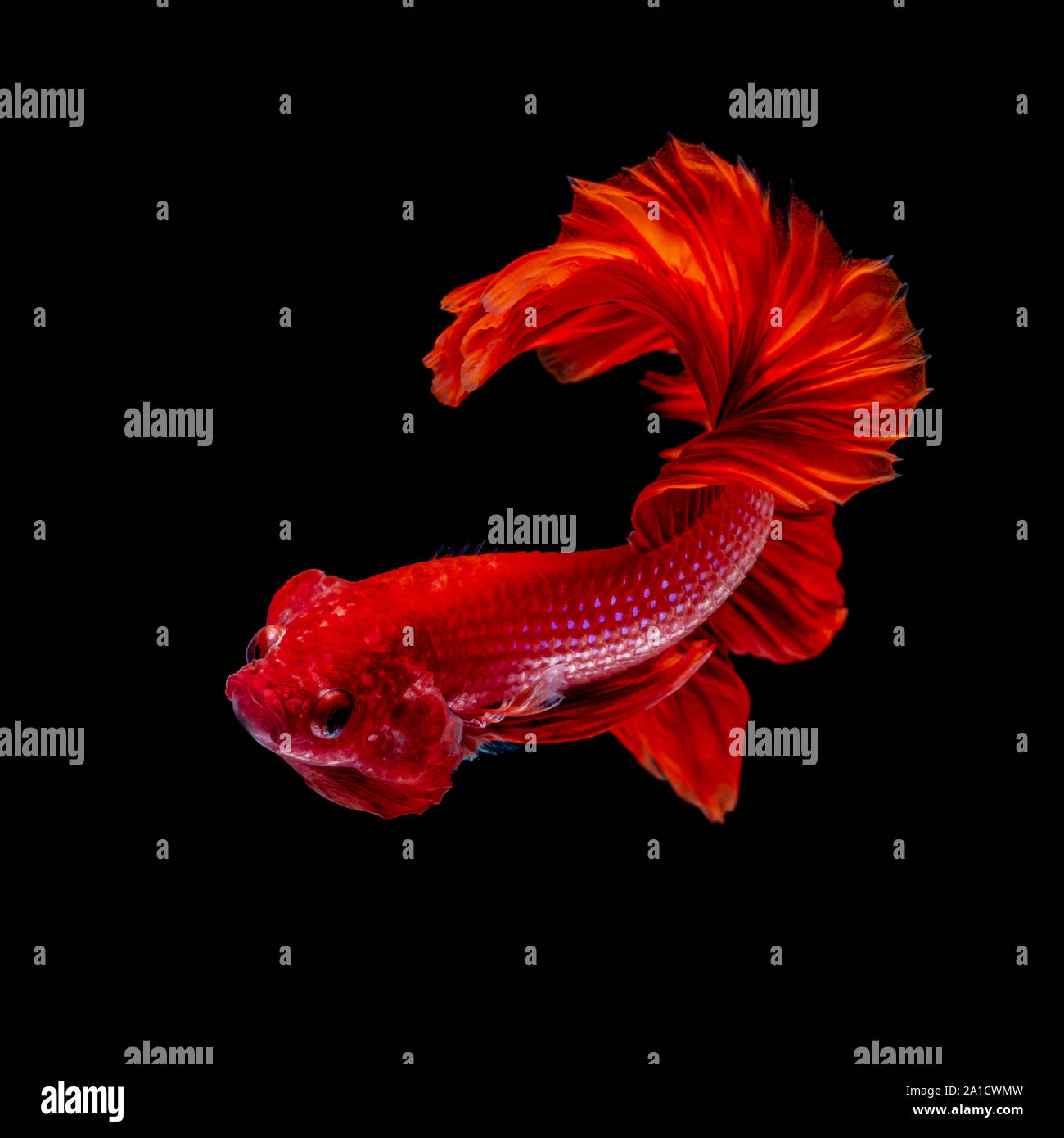 Betta fish Fight in the aquarium black blackground Stock Photo - Alamy