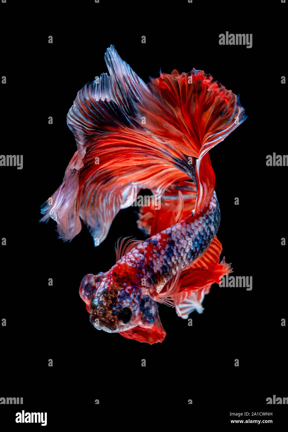 Betta fish Fight in the aquarium black blackground Stock Photo - Alamy