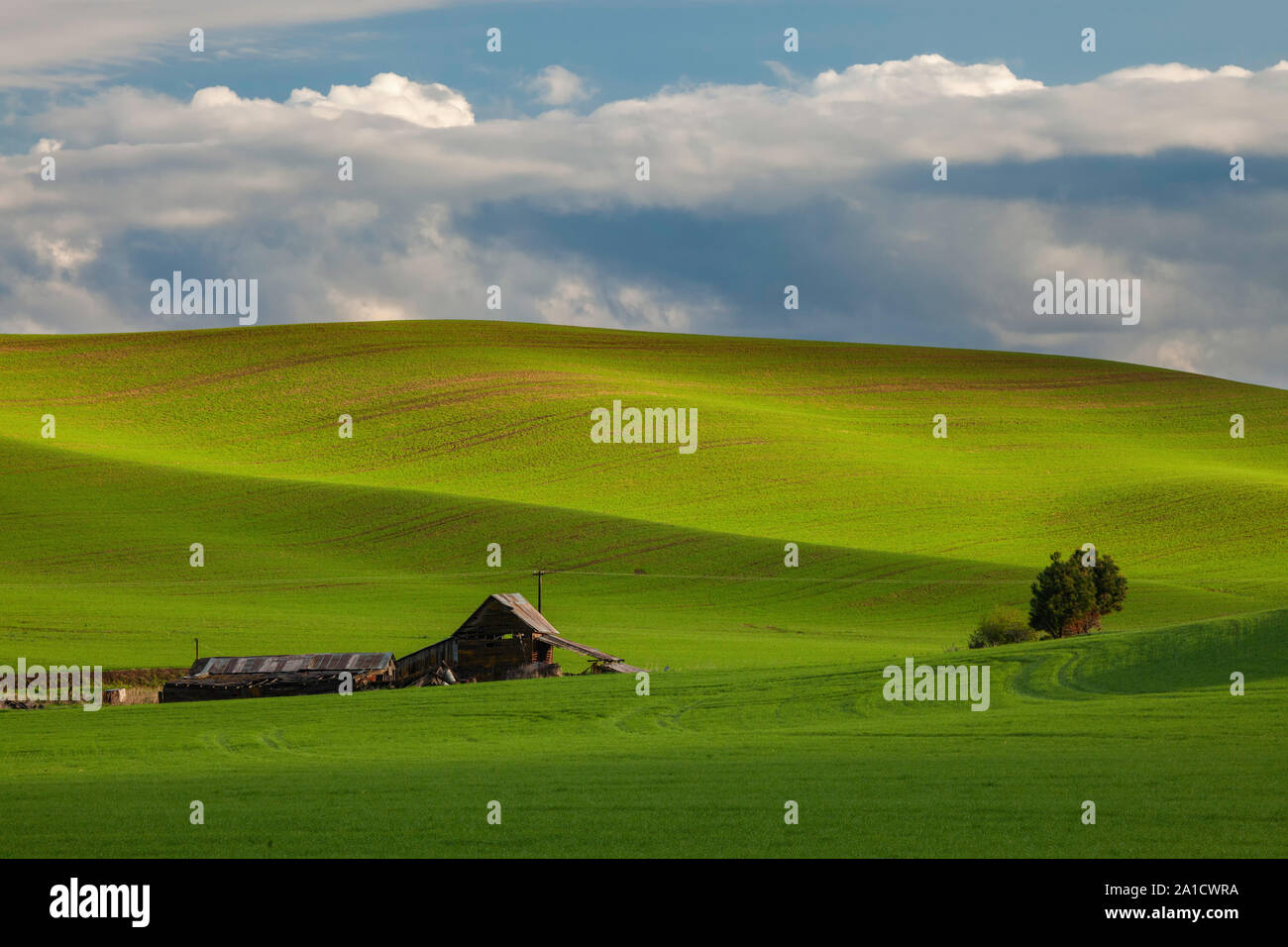 Wheat fields in spring, The Palouse, Whitman County, Washington Stock ...