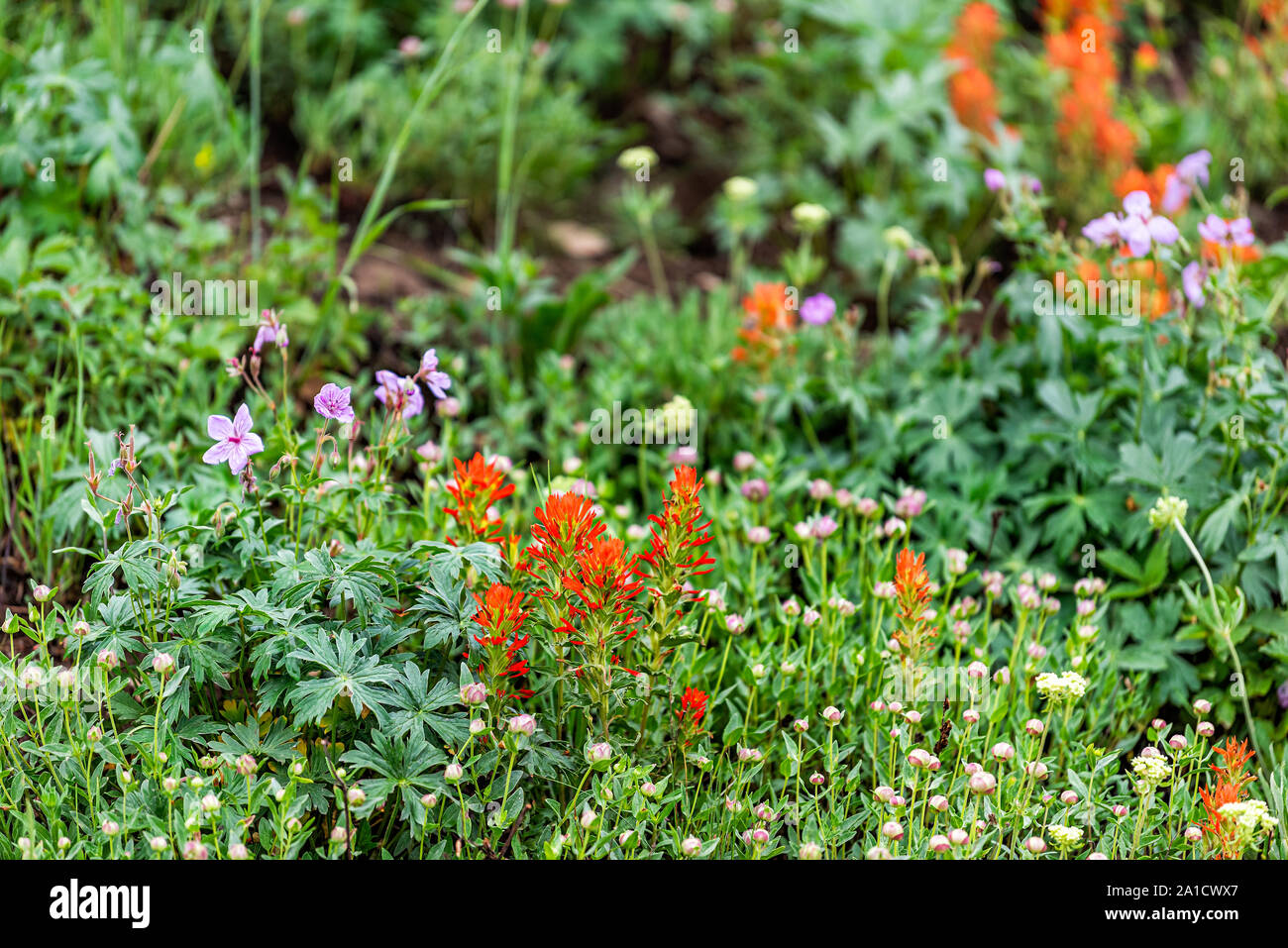 Albion basin hi-res stock photography and images - Alamy