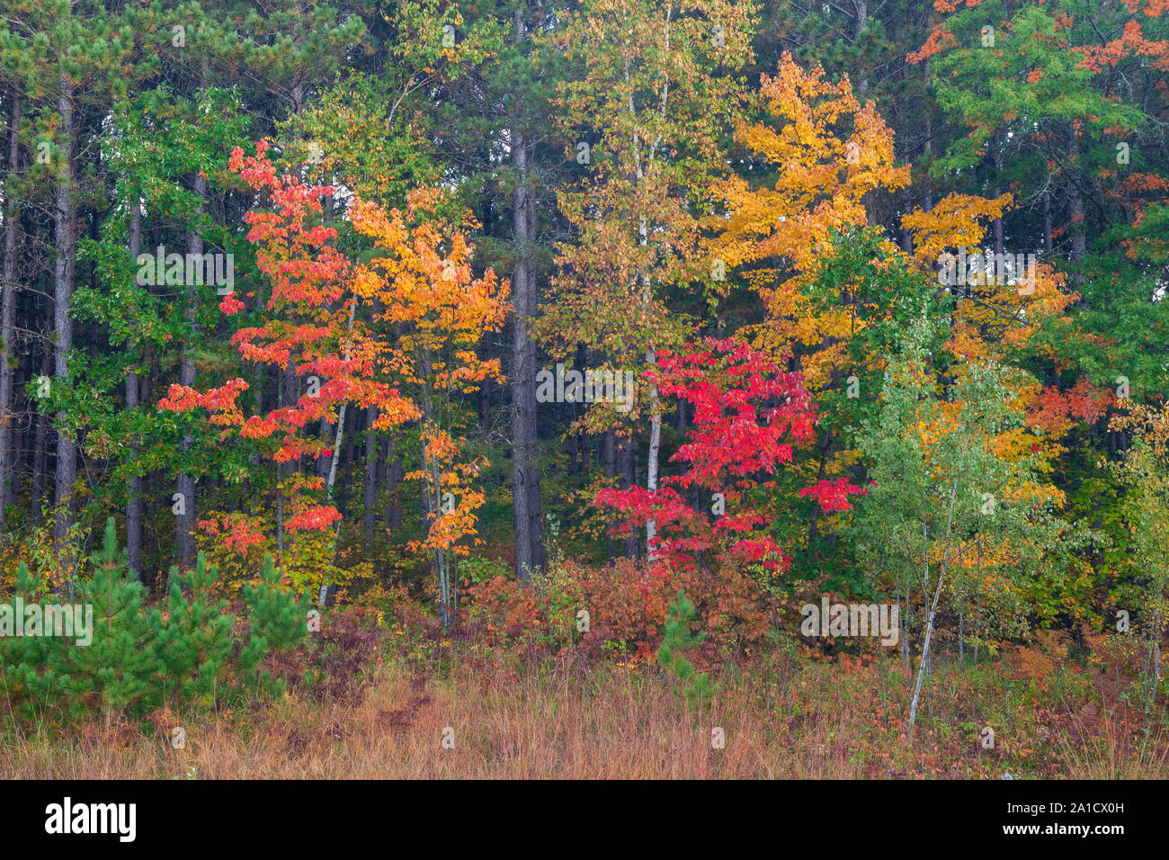 Autumn foliage, Leech Lake Indian Reservation, Chippewa National Forest ...