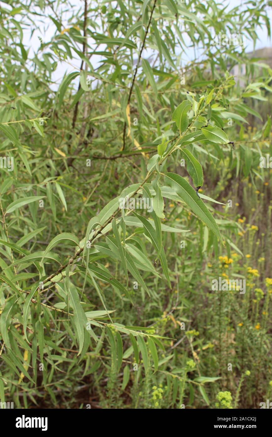 Commonly as Gooddings Willow, taxonomically as Salix Gooddingii, one of ...