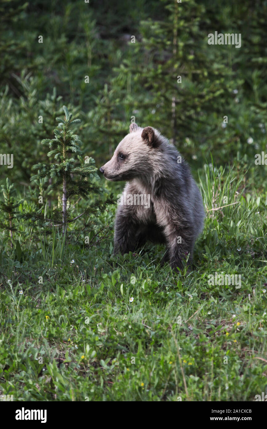 Cute Grizzly Cub in the Canadian Rockies Stock Photo - Alamy
