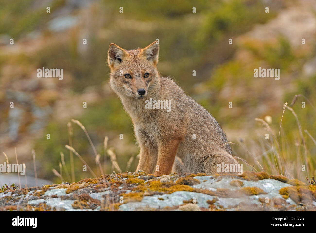 Andean fox prey hi-res stock photography and images - Alamy
