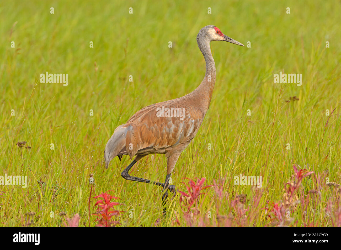 Sandhill crane in meadow hi-res stock photography and images - Alamy