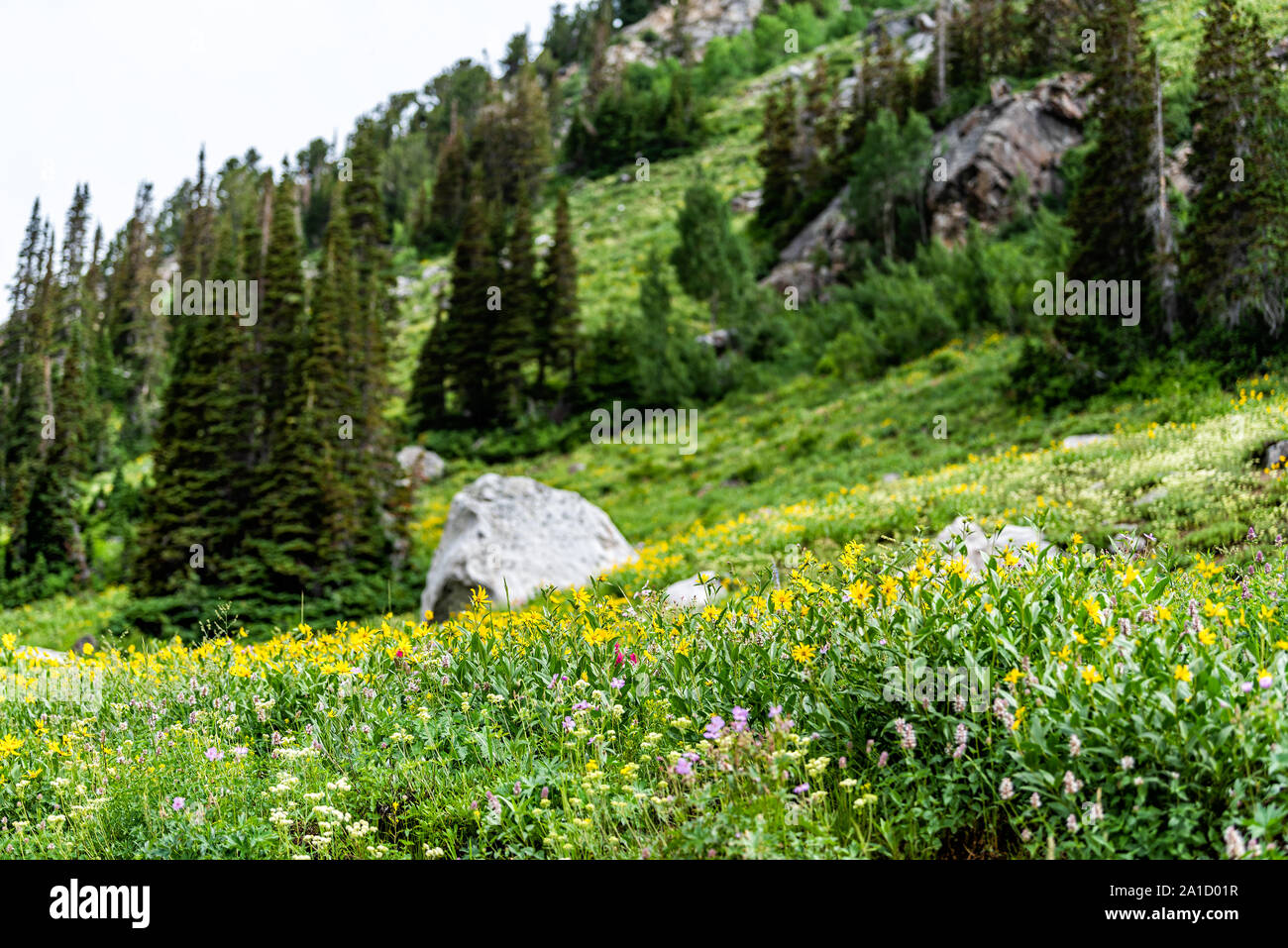 Albion Basin, Utah summer with field and pine trees and many yellow and ...