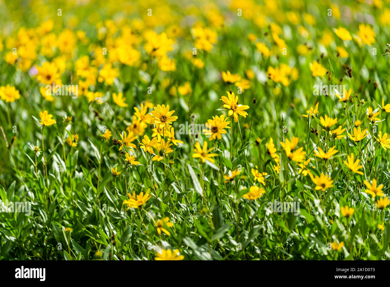 Hiking the albion basin hi-res stock photography and images - Alamy