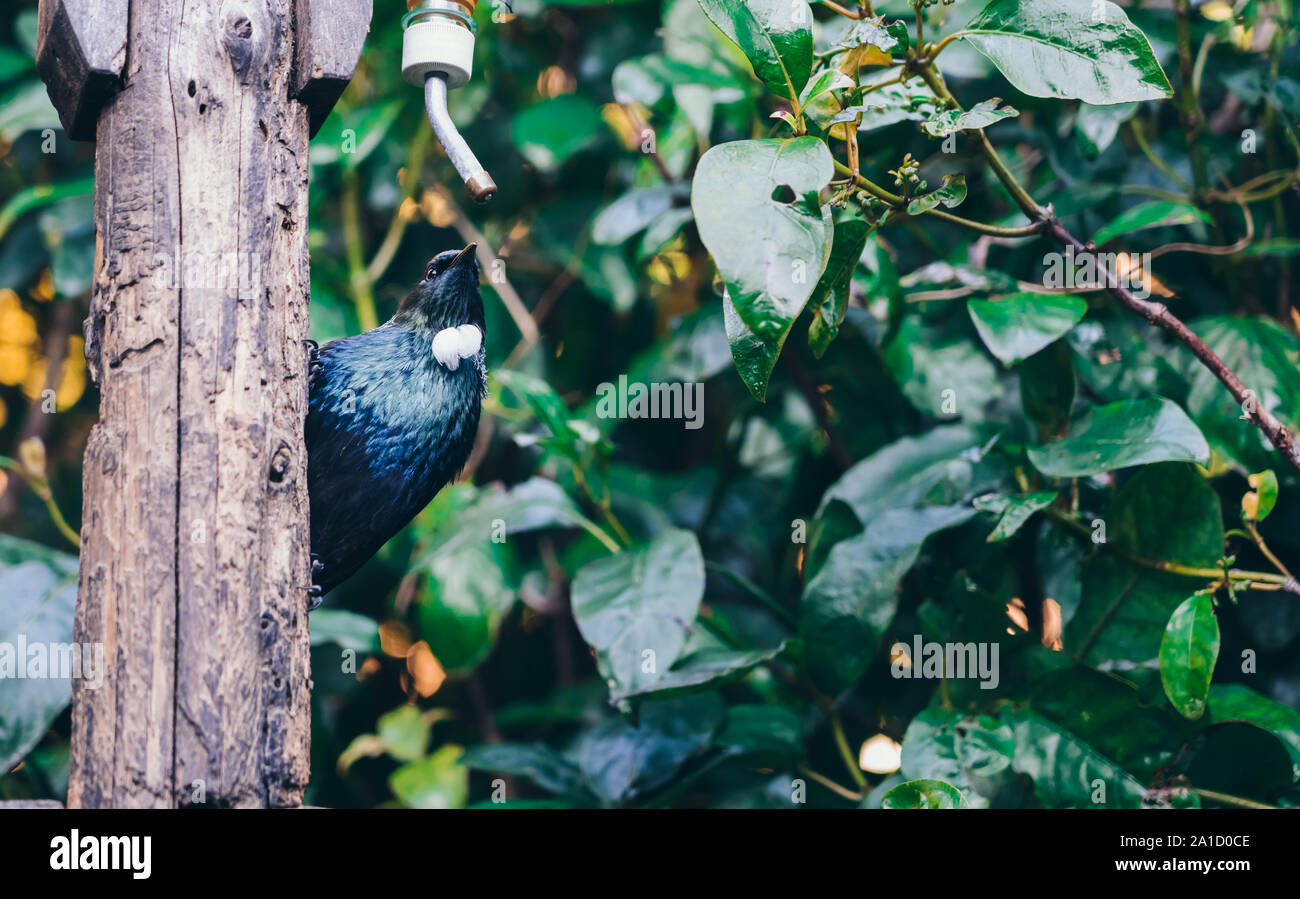 Brid and fly hi-res stock photography and images - Alamy