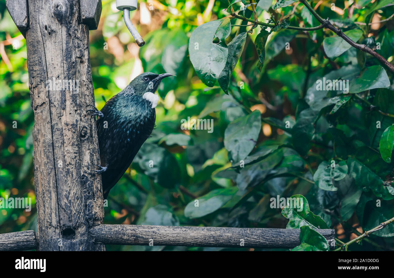 The Beautiful New Zealand Tui Brid Stock Photo - Alamy