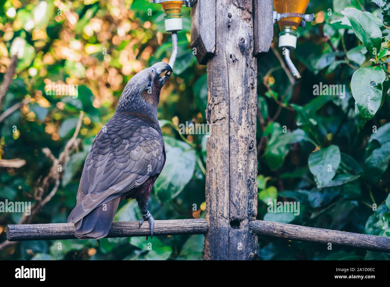 Portrait kaka animal bird hi-res stock photography and images - Alamy