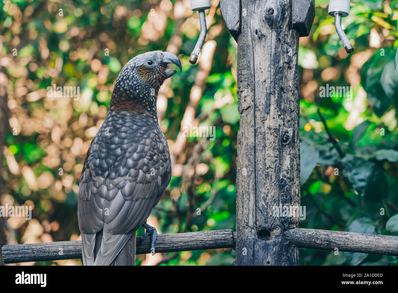 Kaka brid in New Zealand Stock Photo - Alamy