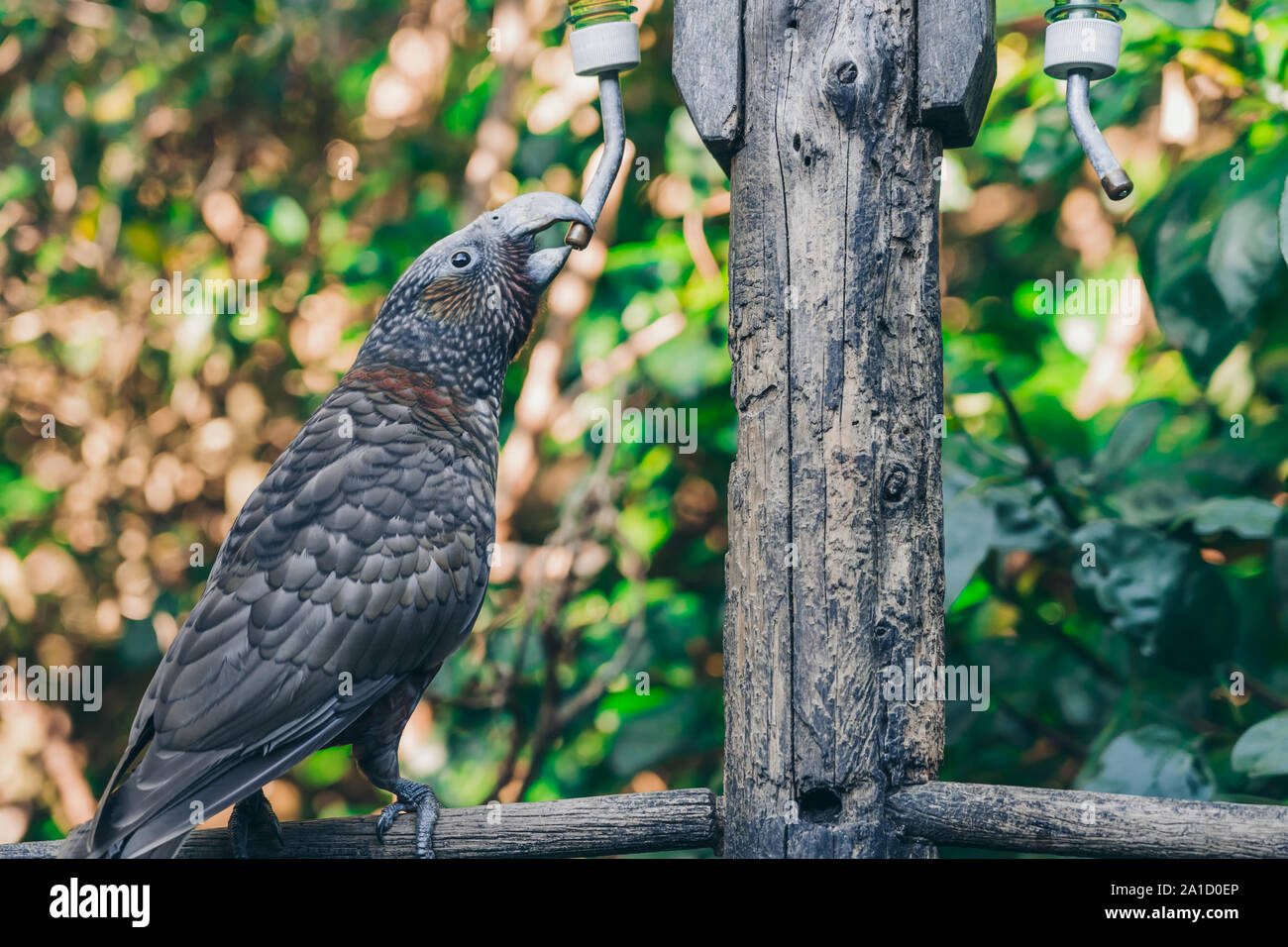 Kaka brid in New Zealand Stock Photo - Alamy