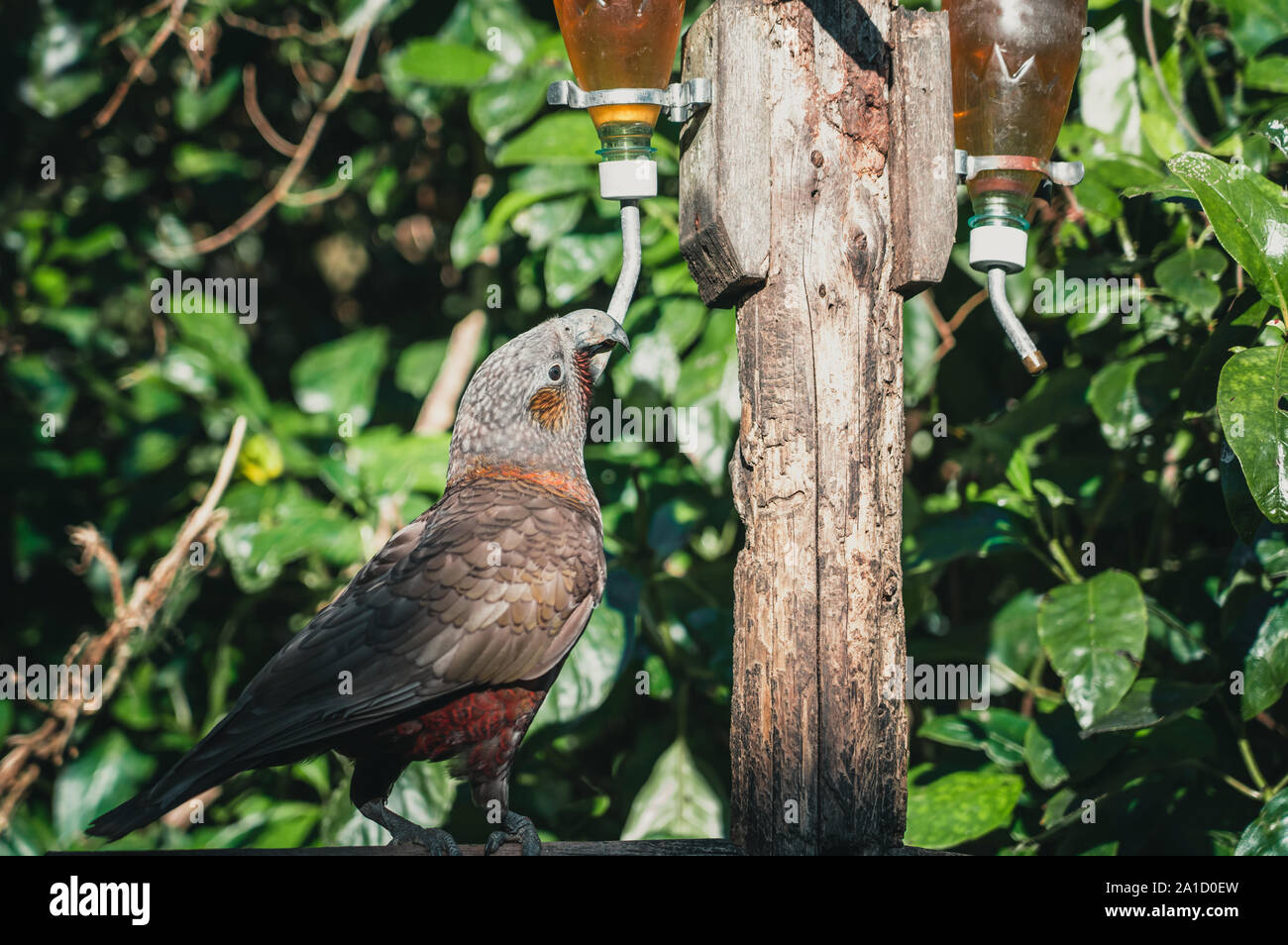 Kaka brid in New Zealand Stock Photo - Alamy