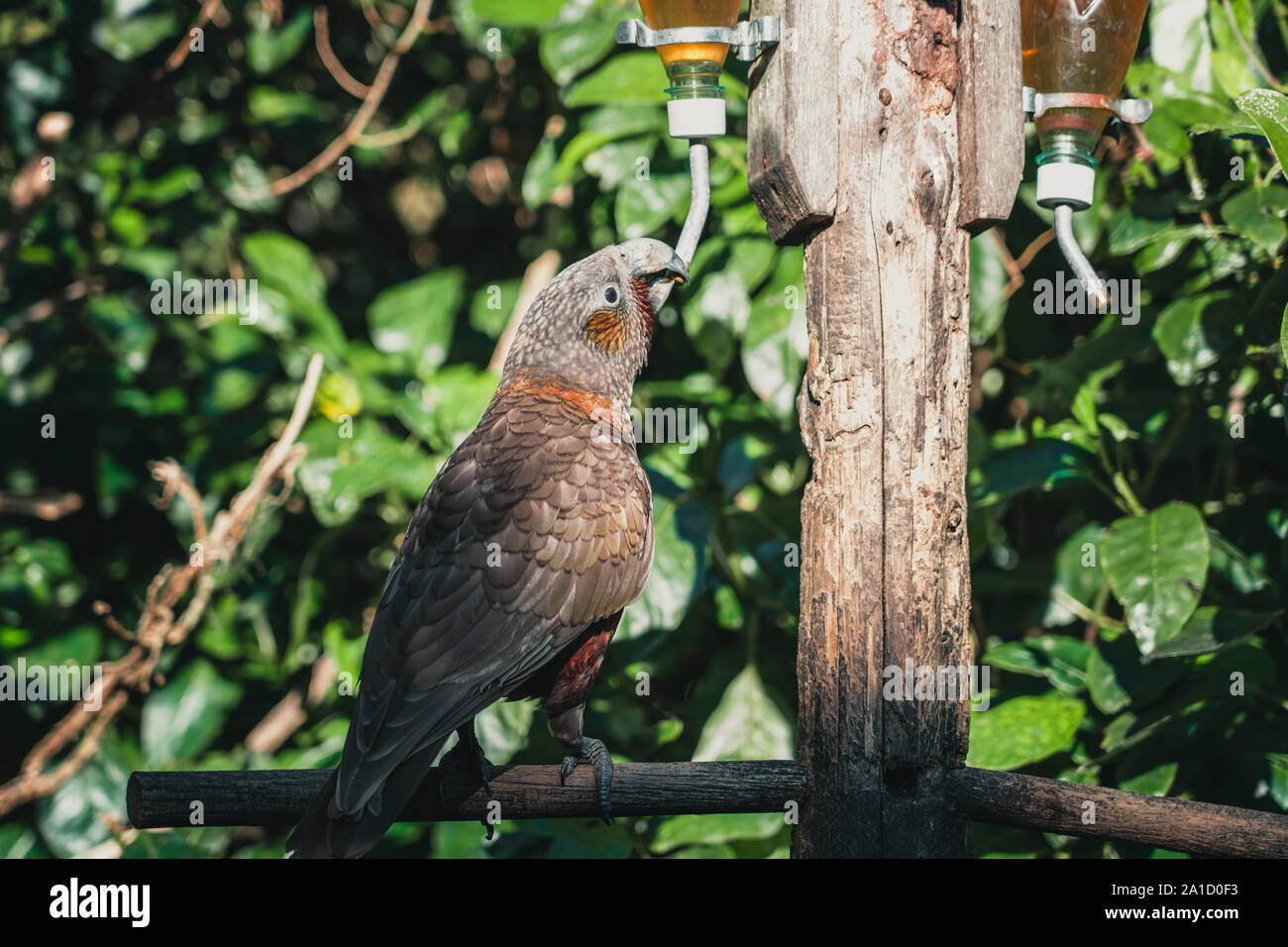 Portrait kaka animal bird hi-res stock photography and images - Alamy