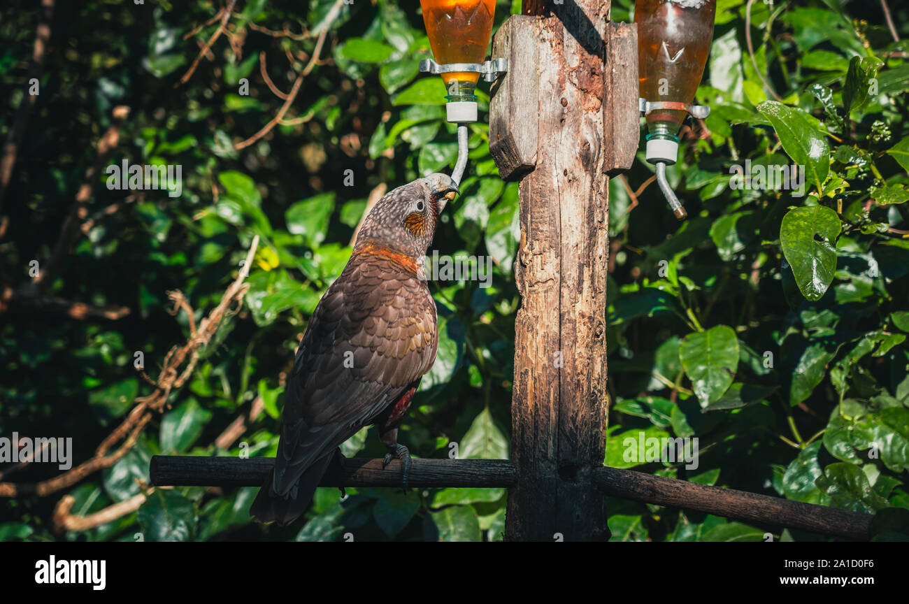 Portrait kaka animal bird hi-res stock photography and images - Alamy