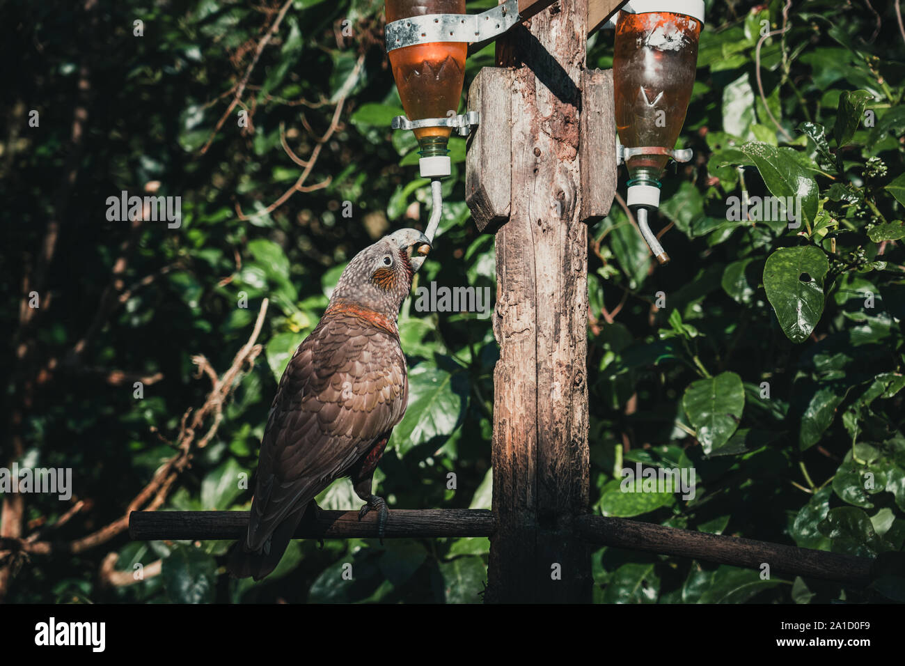 Kaka brid in New Zealand Stock Photo - Alamy