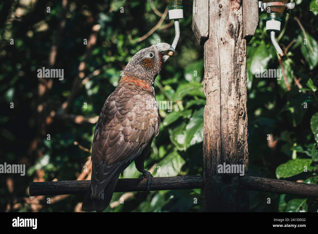 Portrait kaka animal bird hi-res stock photography and images - Alamy