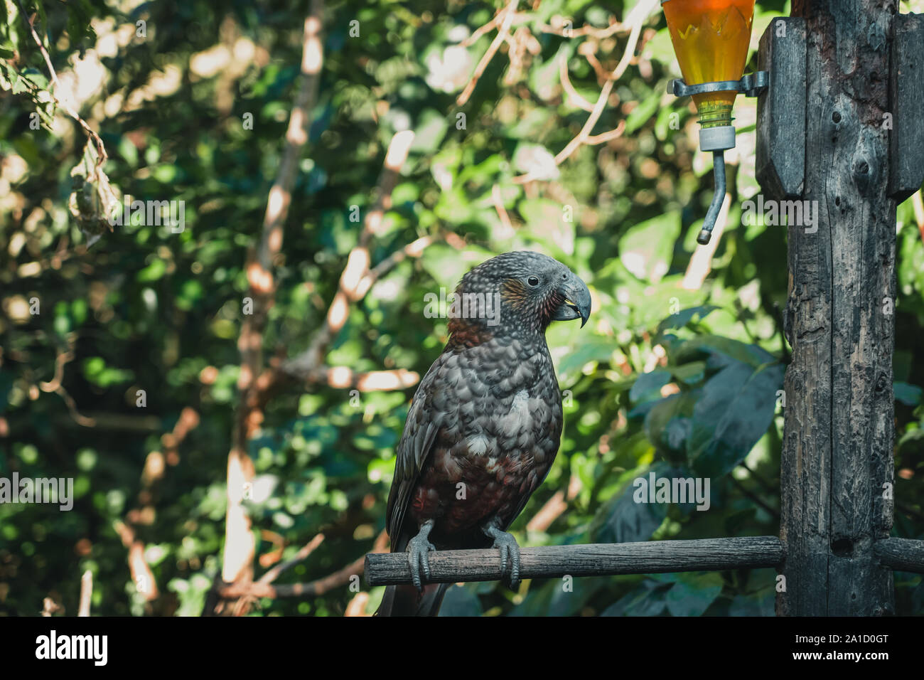 Portrait kaka animal bird hi-res stock photography and images - Alamy